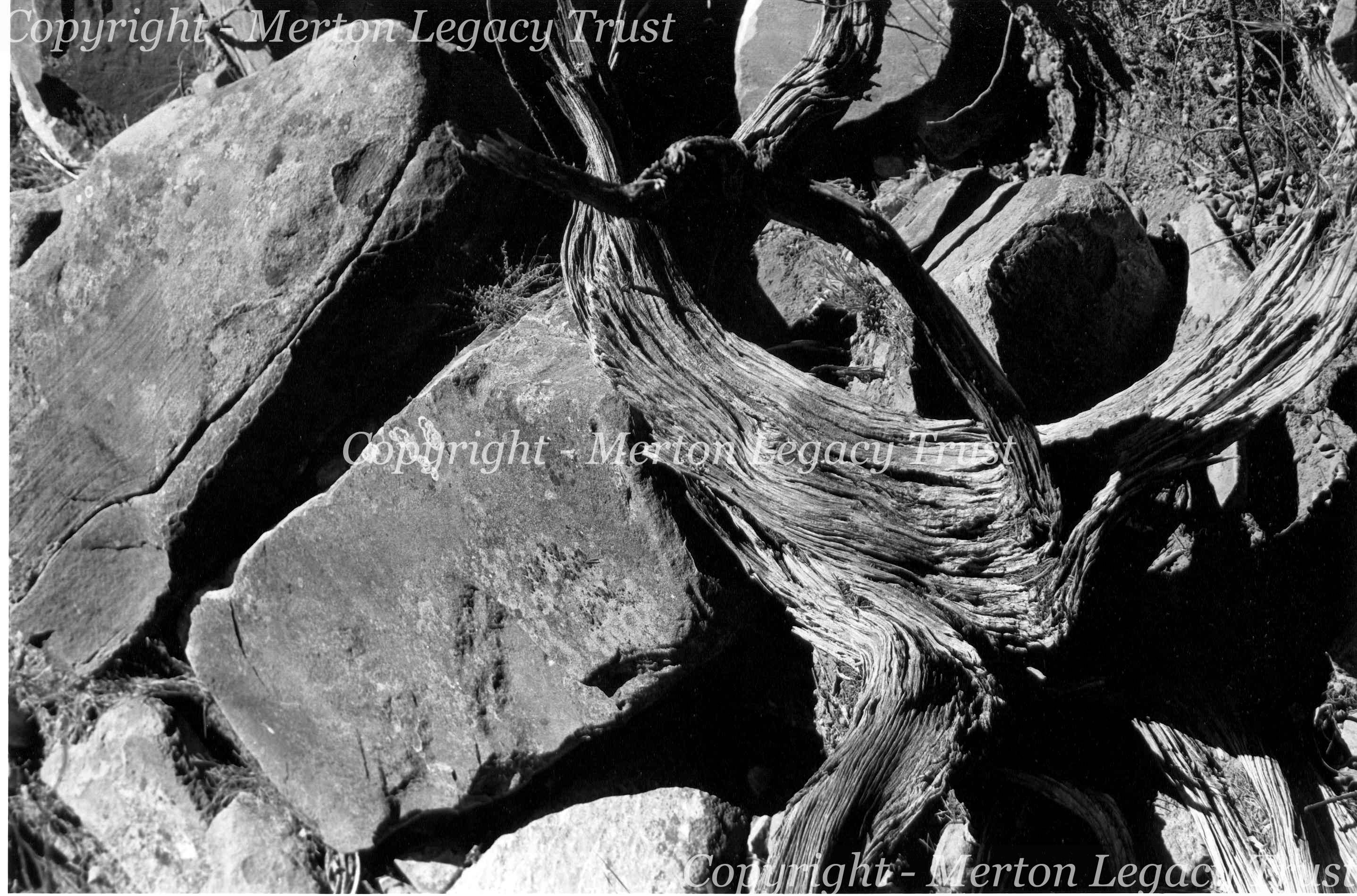 A Hidden Wholeness: The Zen Photography of Thomas Merton - Thomas ...